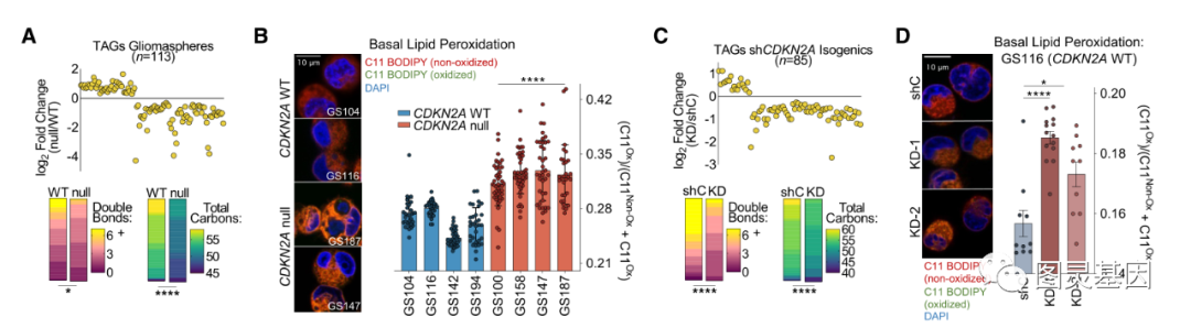 Can Cell | CDKN2A基因缺失重塑脂质代谢，诱发胶质母细胞瘤铁死亡 - 知乎