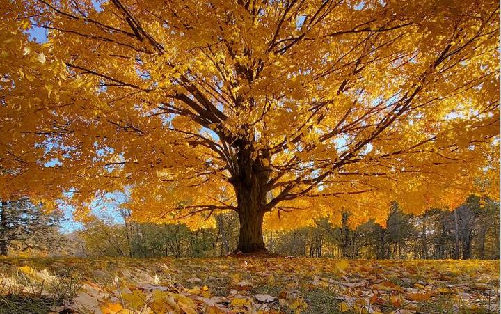 MIT 6.830 通关攻略 Lab 5 - 知乎