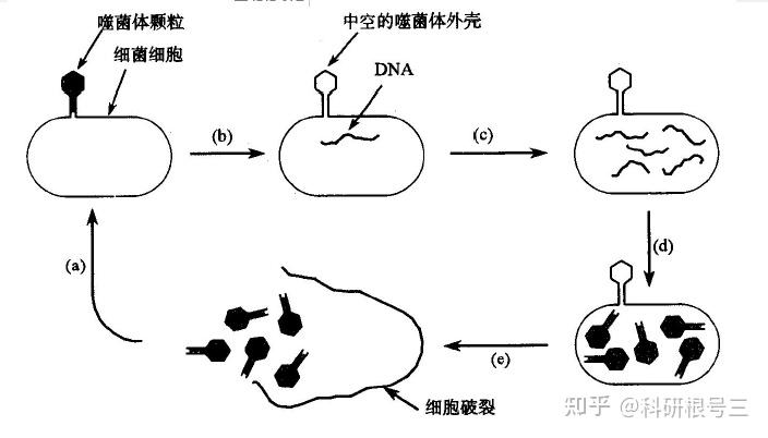 常见的载体类型汇总：质粒载体、噬菌体载体、柯斯载体、病毒载体、人工染色体载体 - 知乎