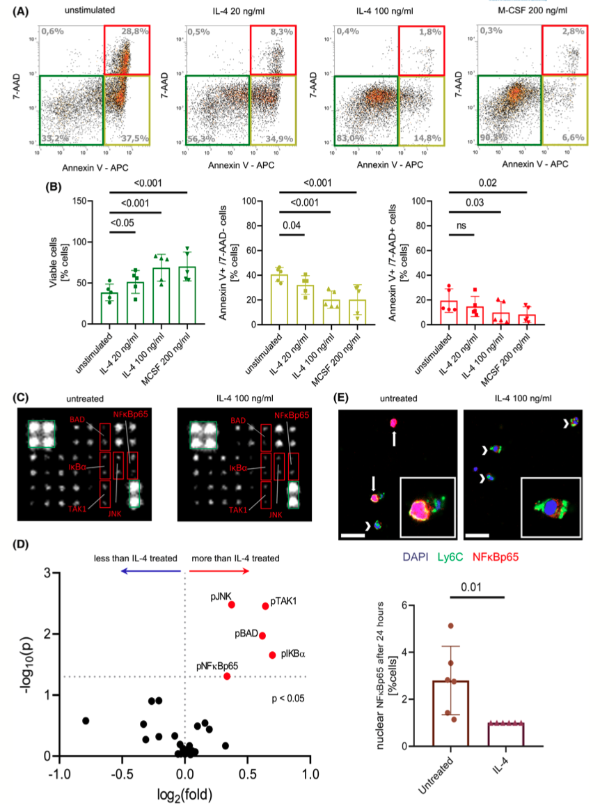 FASEB丨探索IL-4α在单核细胞中的作用 - 知乎