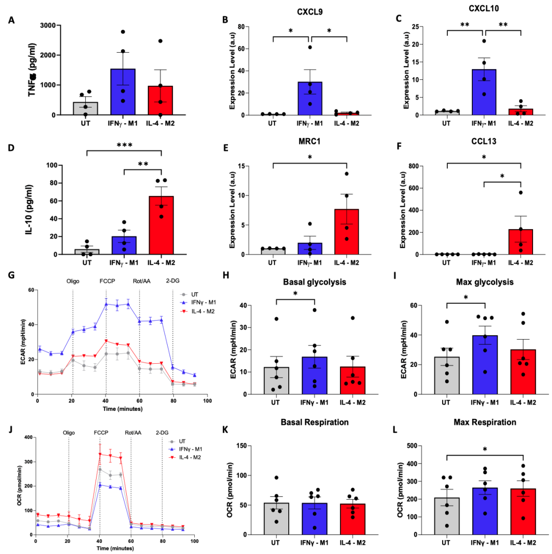 eLife丨通过 2P-FLIM 和机器学习对巨噬细胞极化进行无创分类 - 知乎
