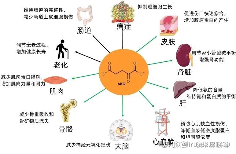 AKG：抗衰老领域的璀璨新星，为何它超越了NMN? - 知乎