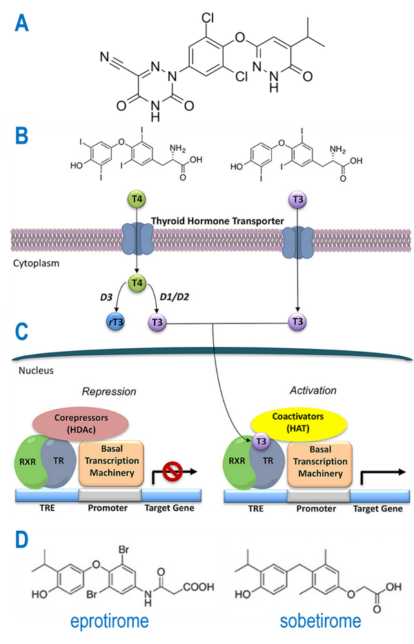 体内药理药效 | Resmetirom三期临床试验、THR-β及NASH新药临床前动物药效测试 - 知乎