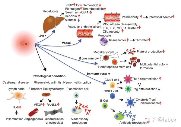 炎性多因子检测之白介素细胞6(IL-6) - 知乎