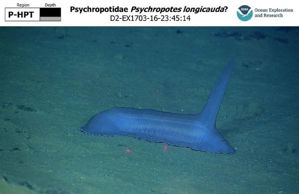 海参究竟能长成什么样？（作者：暮晖熠熠） - 知乎