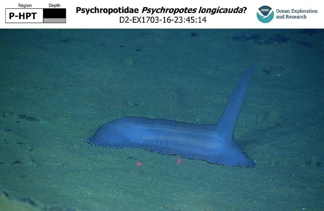 海参究竟能长成什么样？（作者：暮晖熠熠） - 知乎