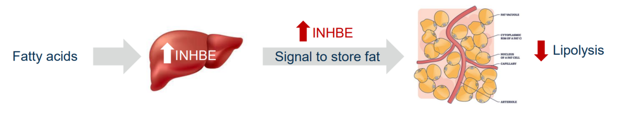 减脂保肌，INHBE 有态度，KBI 有招数 - 知乎