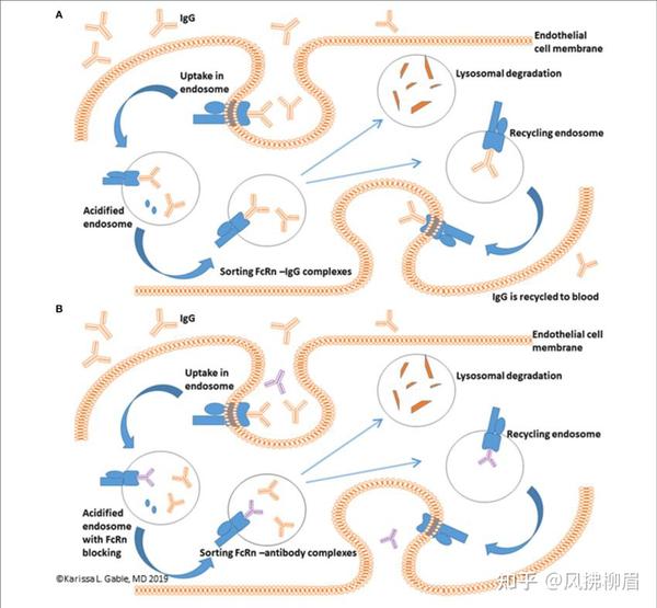 抗体抗体Fc工程简介 - 知乎