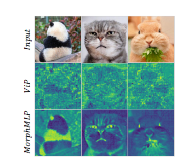 美图公司联合开发首个类似MLP架构的视频学习模型MorphMLP，精度更高的同时计算量最高可节省50% - 知乎