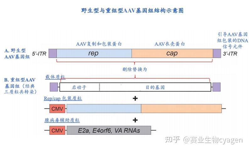 AAV基因治疗：重新定义基因疗法的未来 - 知乎