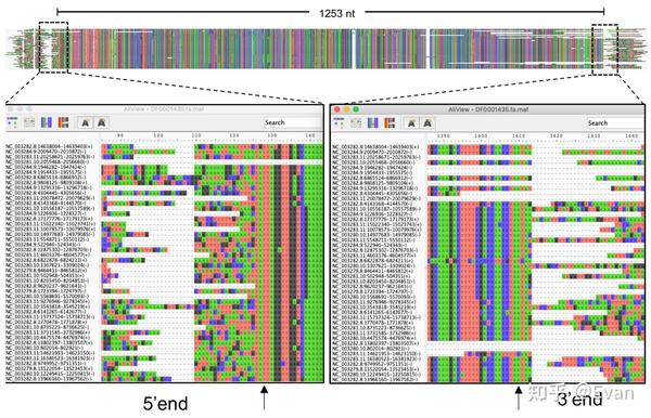 转座子（TE）重头注释流程 - 知乎