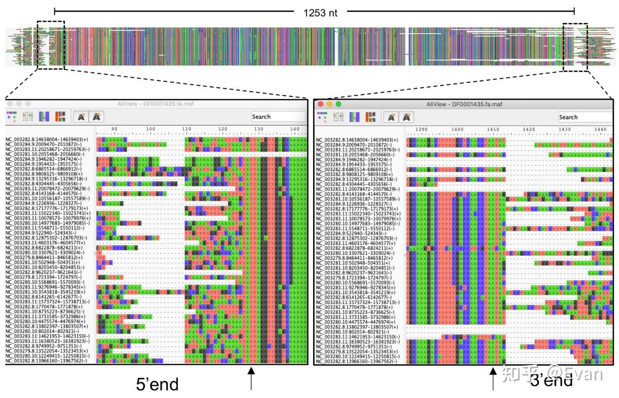 转座子（TE）重头注释流程 - 知乎