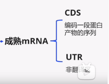 外显子,内含子,mRNA,CDS,ORF区别与联系 - 知乎