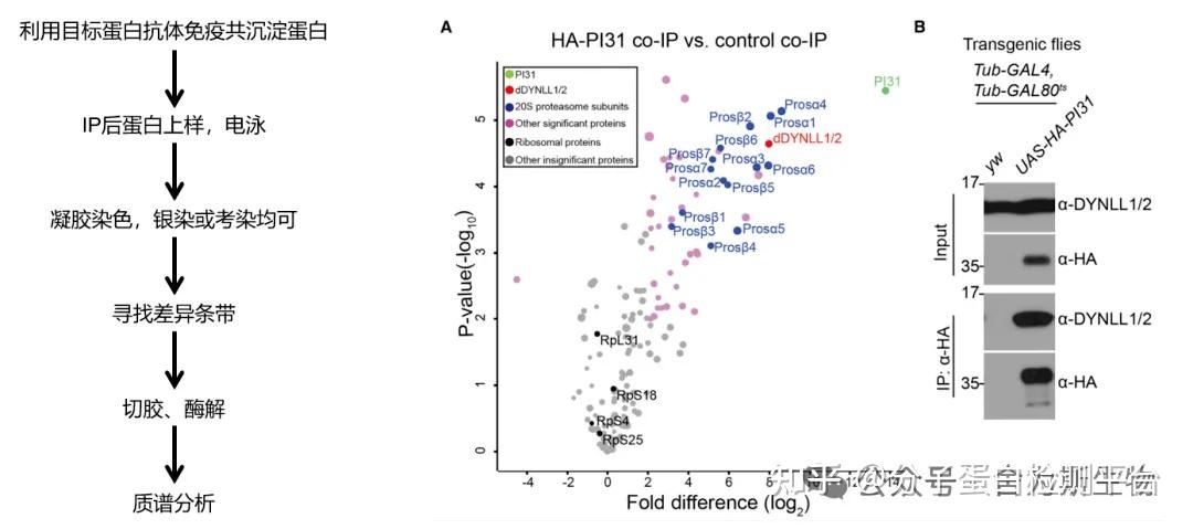 一文看懂COIP实验|原理、实验步骤、常见问题解答及应用场景 - 知乎