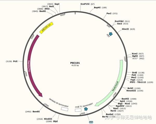 PSC101质粒-温敏型 - 知乎