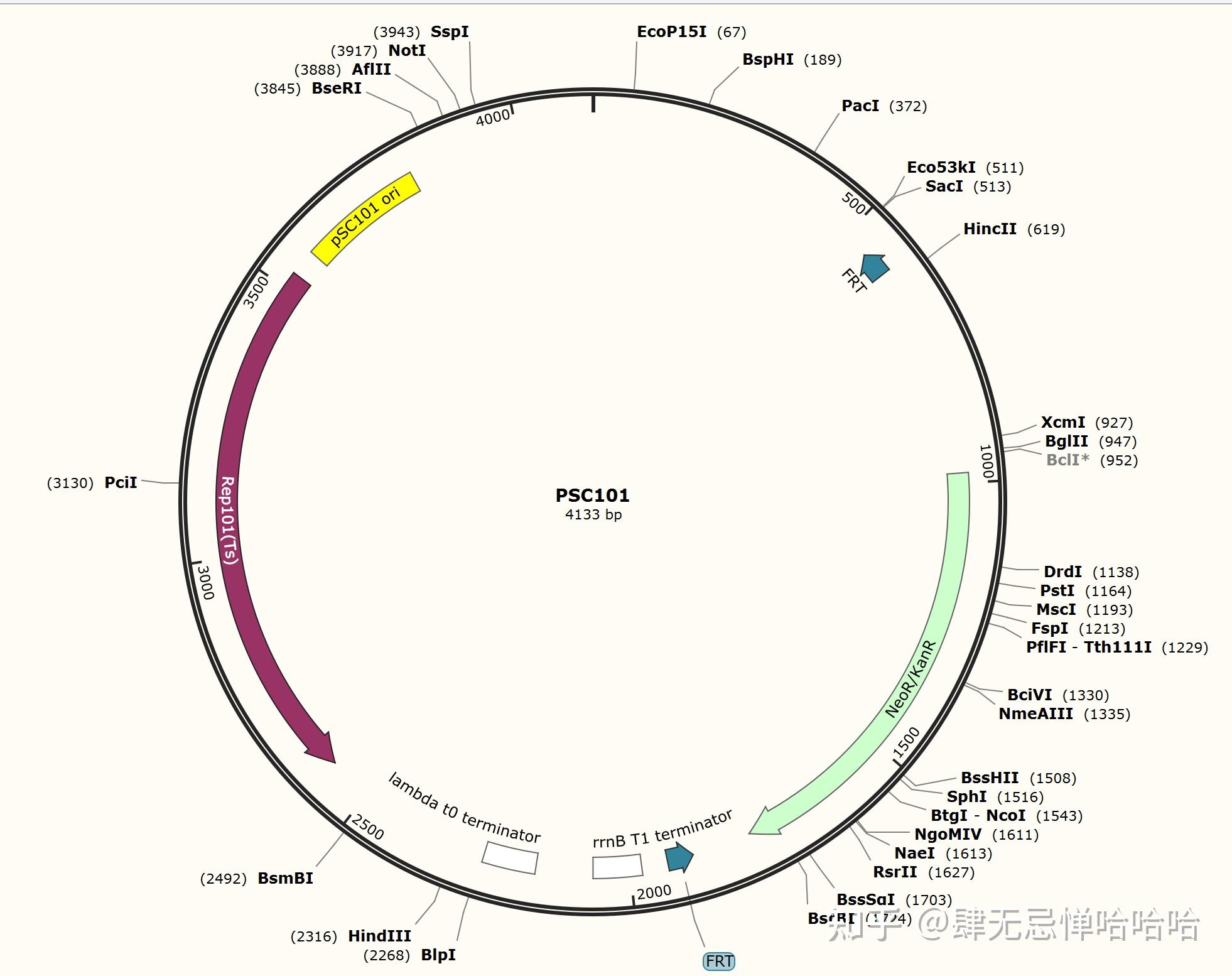 PSC101质粒-温敏型 - 知乎
