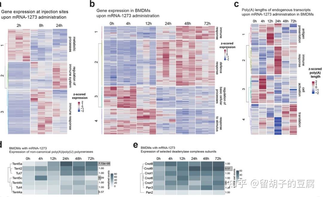 首次发现新冠mRNA疫苗体内聚腺苷酸化，增长PolyA尾巴 - 知乎