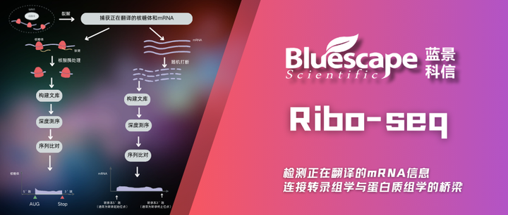 Ribo-seq：检测正在翻译的mRNA信息，连接转录组学与蛋白质组学的桥梁 - 知乎