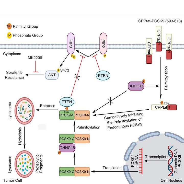 PCSK9的棕榈酰化修饰通过激活PI3K/AKT通路诱导肝细胞癌的索拉非尼耐药 - 知乎