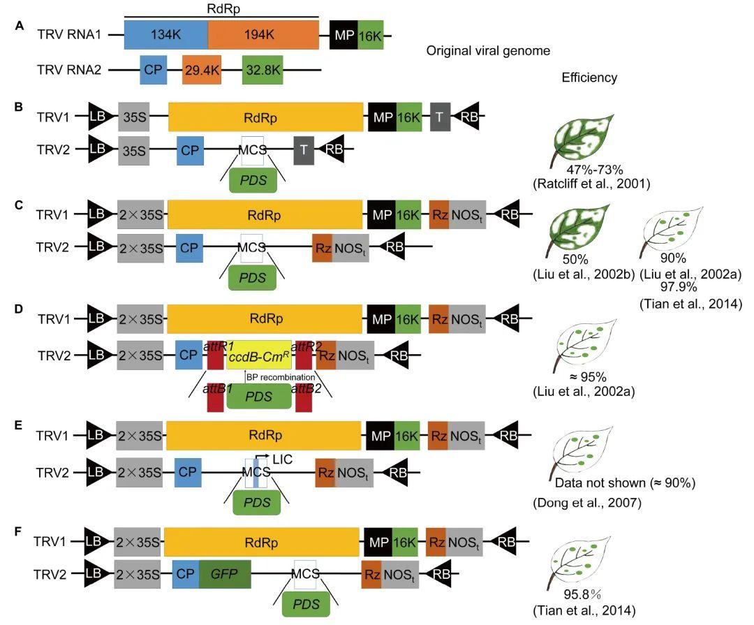 没有转化体系的物种，如何研究其基因功能？（三） - 知乎