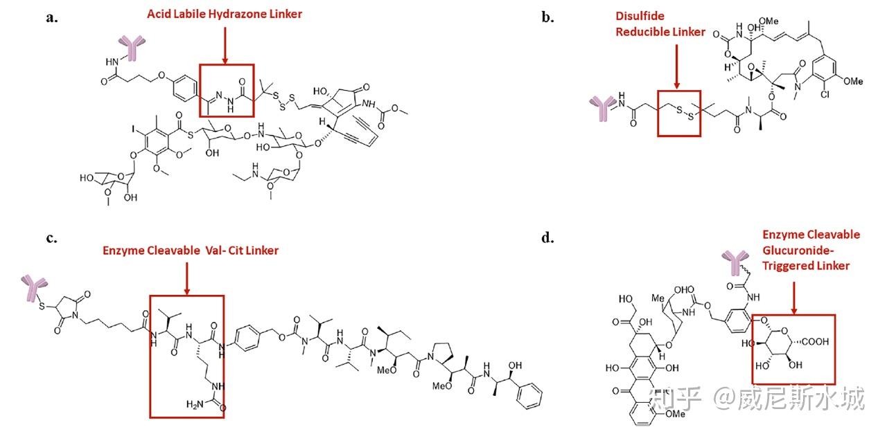 抗体药物偶联(ADC)的介绍以及设计原则 - 知乎