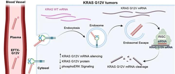 Cancer Cell | 全球首款EGFR导向的KRAS-G12V选择性抑制剂横空出世，攻克"不可成药"靶点！ - 知乎