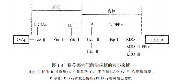 脂多糖的基本结构之核心多糖的介绍 - 知乎