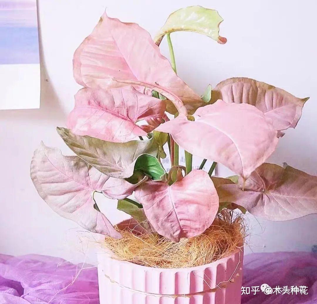 合果芋，一个被名字耽误了的潜力网红 - 知乎