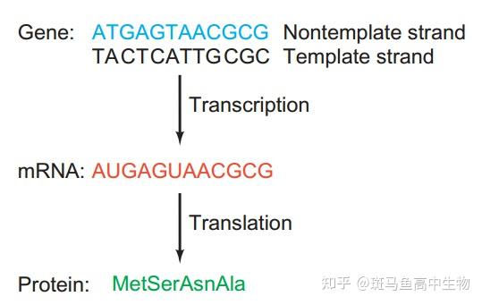 为什么ATG会是起始密码子？ - 知乎