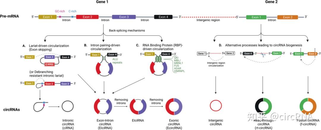 Nature子刊！一文概括circRNA在癌症研究中的历史、现状和未来 - 知乎