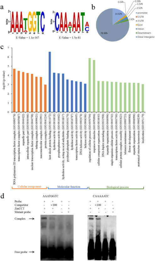 BMC Plant Biol｜DAP-seq和RNA-seq揭示转录因子ZmCCT调节玉米光周期依赖性开花和胁迫响应 - 知乎