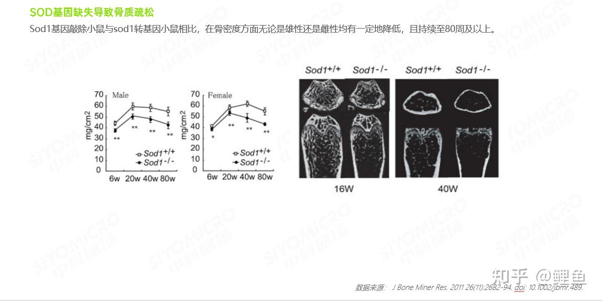 SOD介绍及功效应用 - 知乎