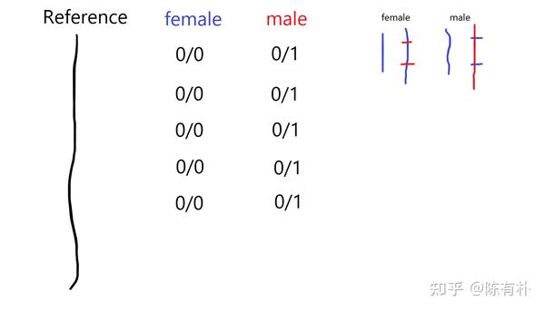 方法解读 | 性染色体Phasing - 知乎
