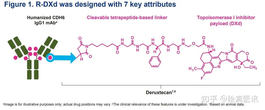 CDH6 ADC「R-Dxd」获FDA突破性治疗认定，用于CDH6表达铂耐药上皮性卵巢癌/原发性腹膜癌/输卵管癌 - 知乎