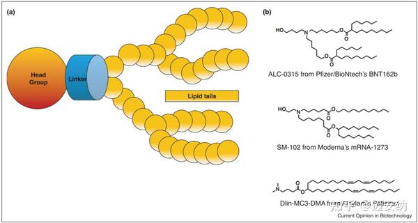 mRNA-LNP疫苗的设计考量 - 知乎