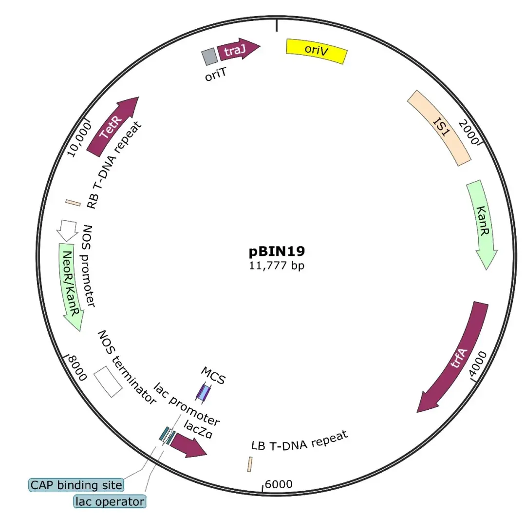 一文解决80%的双元载体问题 - 知乎