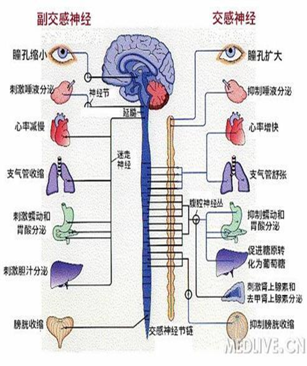 白话神经病学-神经系统的结构、功能与疾病 - 知乎