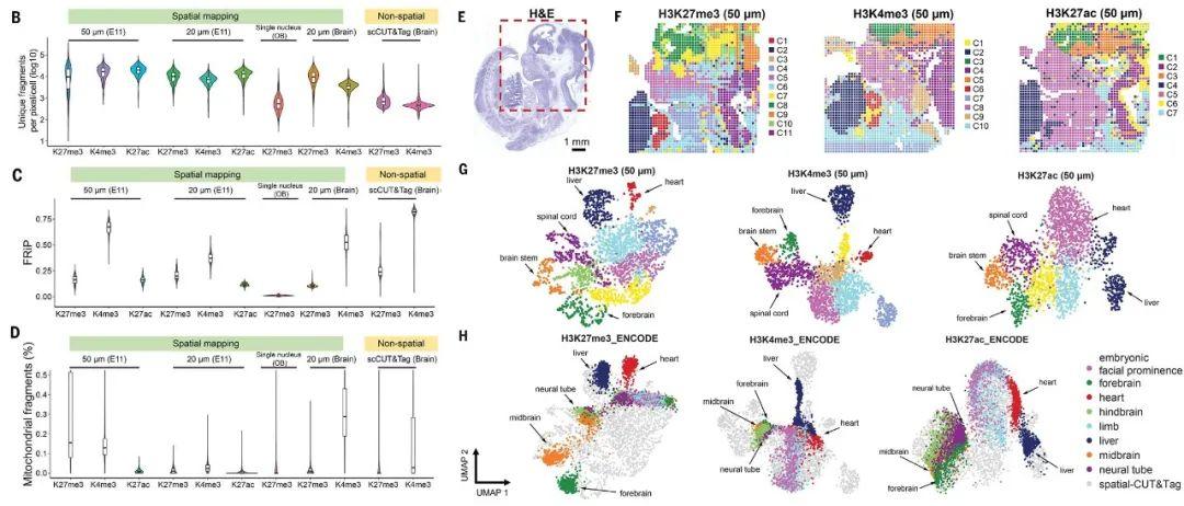Science | spatial-CUT&Tag：细胞水平的空间分辨染色质修饰图谱 - 知乎