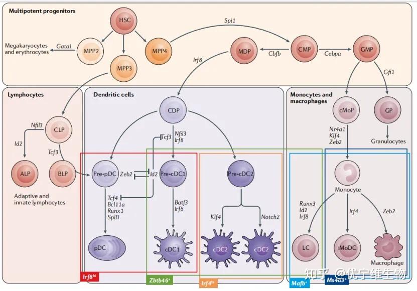 CD14/Pan Monocyte DC细胞磁珠分选保姆级Protocol 分选全流程避坑指南！ - 知乎