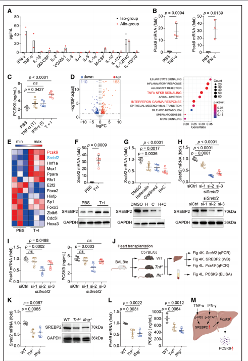 肝脏通过PCSK9/CD36途径调节心脏移植排斥反应的新机制 - 知乎
