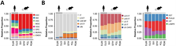 Science | MERFISH揭示人和小鼠大脑皮层细胞的保守性和差异性 - 知乎