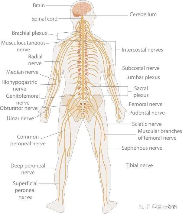 TN | Notes on theoretical neuroscience （1） - 知乎