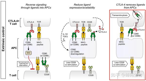 肿瘤免疫靶点 | CTLA-4 - 知乎