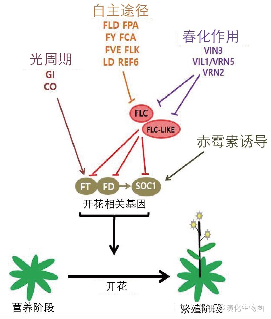 竹子多倍化与网状进化历史 - 知乎