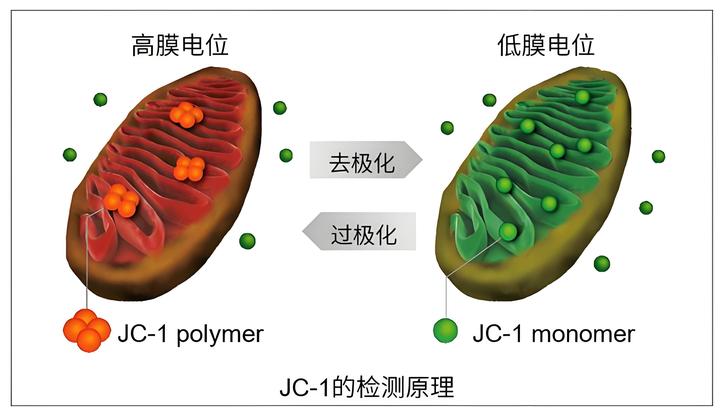 JC-1线粒体膜电位检测———实验入门全解析 - 知乎