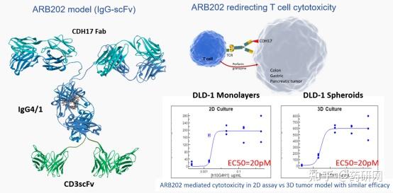 实体瘤靶点新秀：CDH17 - 知乎