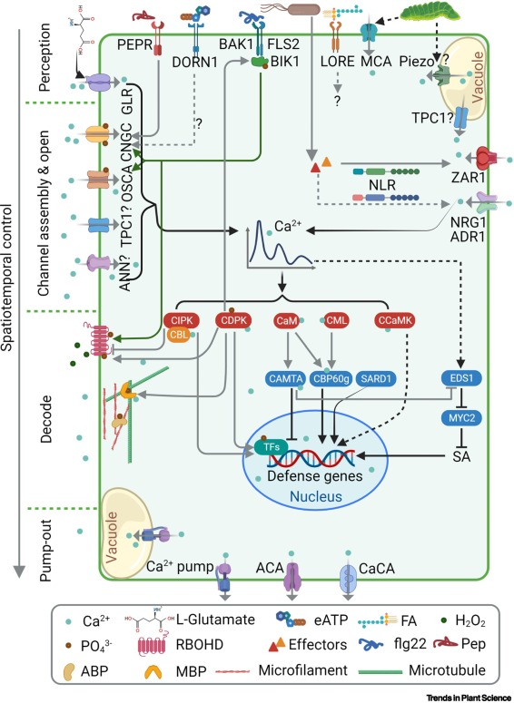 Trends Plant Sci | 植物免疫中的钙信号传导：一首时空控制的交响乐 - 知乎