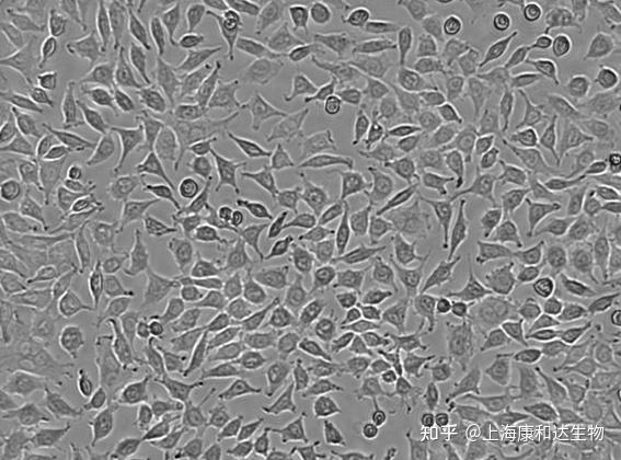 L929细胞：探索免疫的关键细胞模型 - 知乎