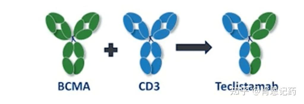 记住所有FDA生物药 | BCMA×CD3双抗 | Teclistamab 泰克力斯妥单抗 | 及5款多发性骨髓瘤(MM)药物 - 知乎