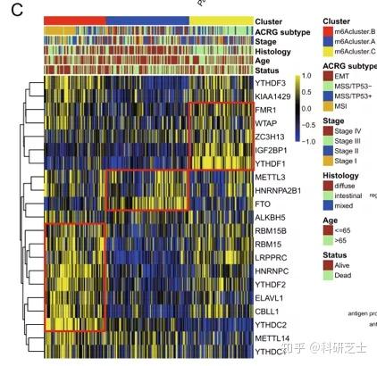 胃癌中m6A调节因子介导的甲基化修饰模式与肿瘤微环境浸润特征(IF:15.9) - 知乎